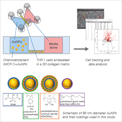 Cells - 5 Methods to Analyze Chemotaxis | Animalab