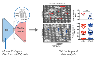 Cells - 5 Methods to Analyze Chemotaxis | Animalab