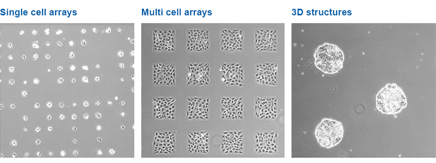 Micropatterning as a Tool for Cell-Based Assay Imaging | Animalab