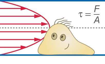 Introduction to Cell Culture Under Flow, Shear Stress, and Flow ...